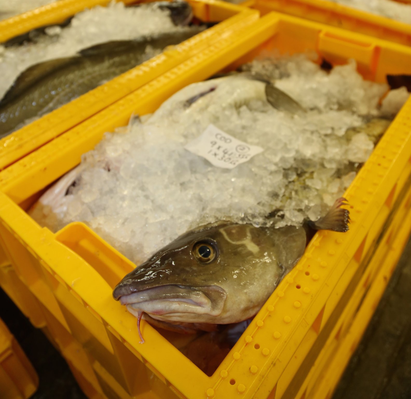 Shetland skippers urge common-sense approach to North Sea cod quotas ...