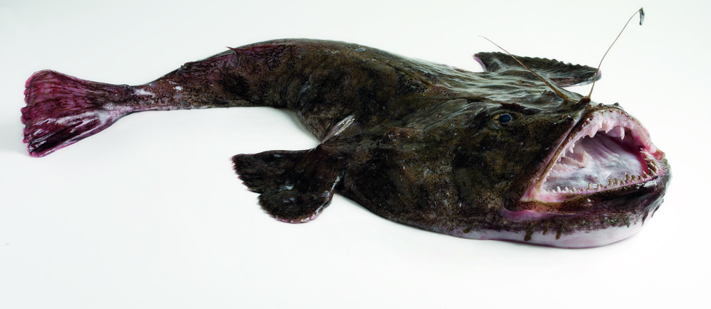 Shetland Fishermen take steps to improve monkfish data | The Shetland ...