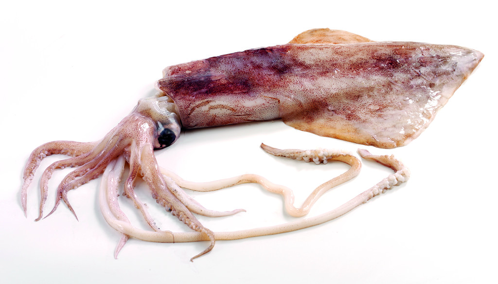 Squid at record levels in Shetland waters | The Shetland Fishermen